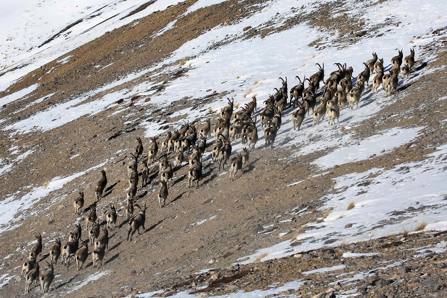 Asiatic ibex | The Central Asian Mammals and Climate Adaptation (CAMCA ...