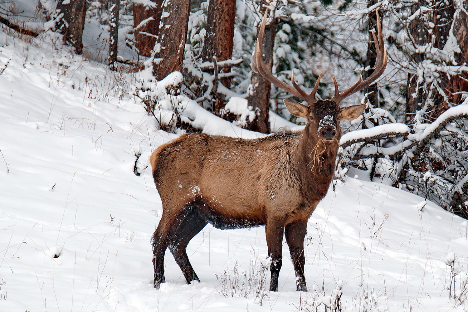 Main Page | The Central Asian Mammals and Climate Adaptation (CAMCA ...