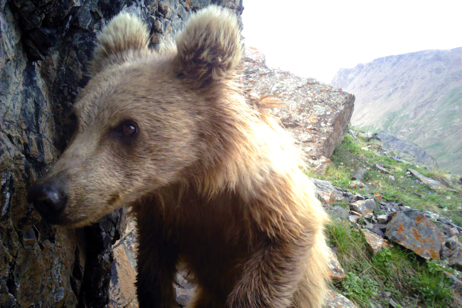 Main Page | The Central Asian Mammals and Climate Adaptation (CAMCA ...